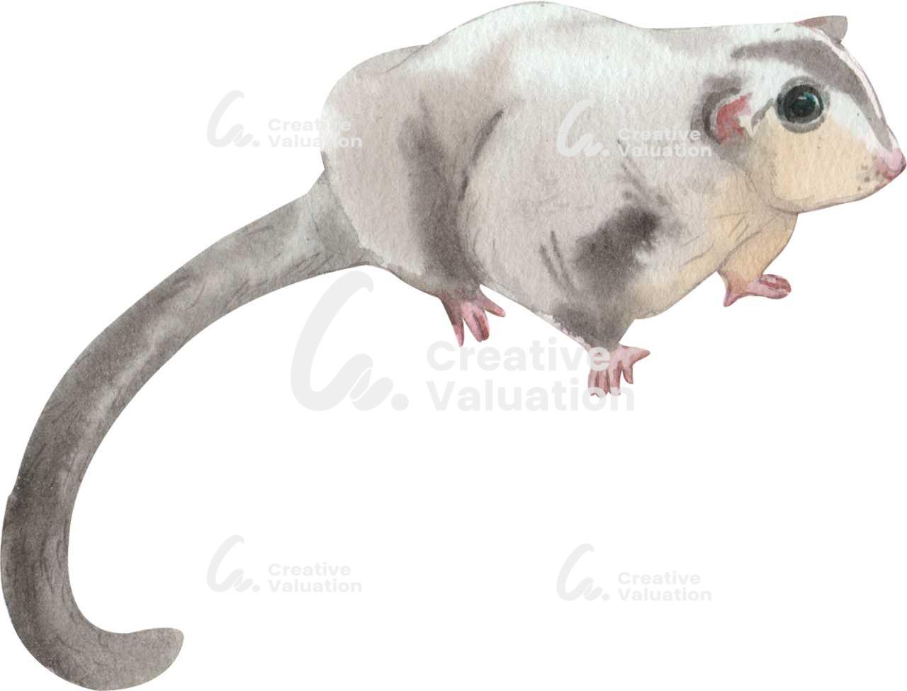 Adorable Sugar Glider aka Petaurus breviceps watercolor, walking side ...